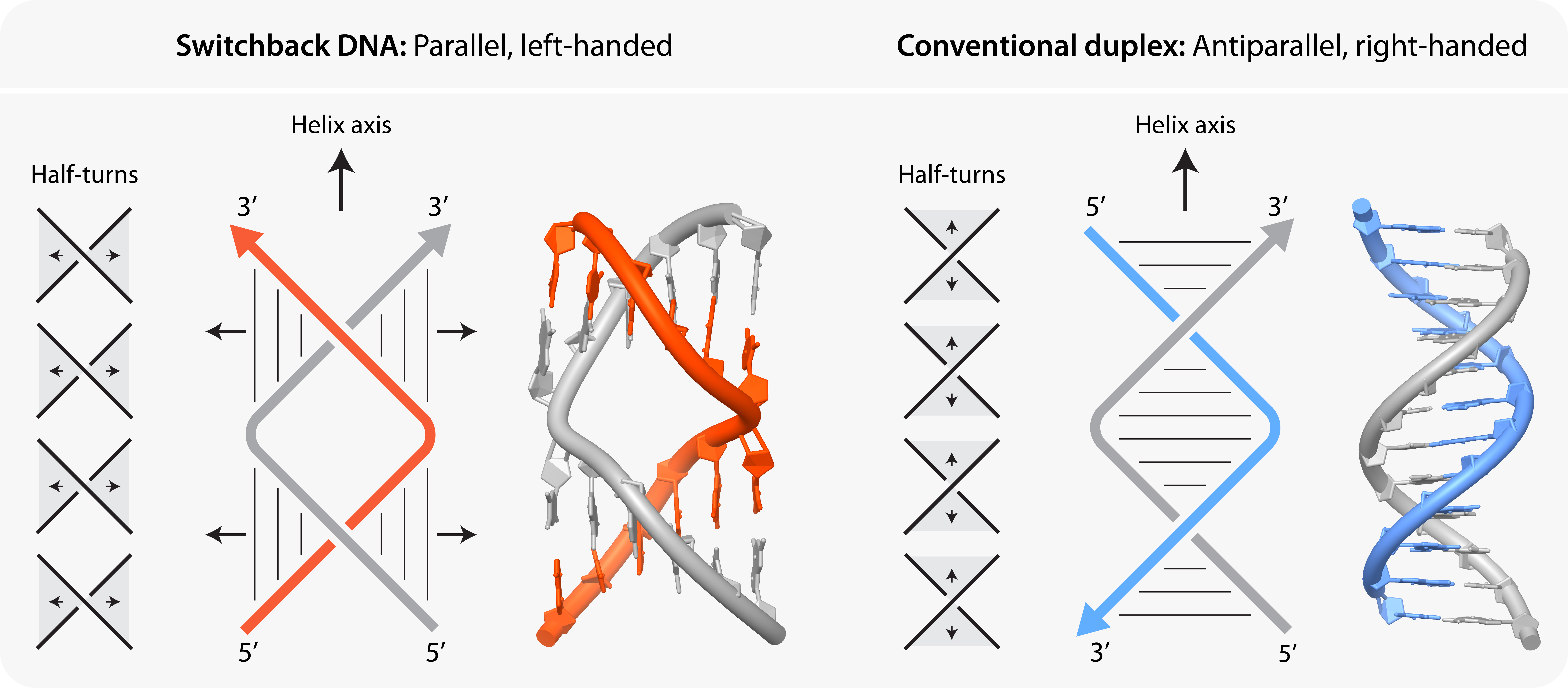 The Shape of Molecules to Come: A Q&A on Designing DNA Nanostructures ...