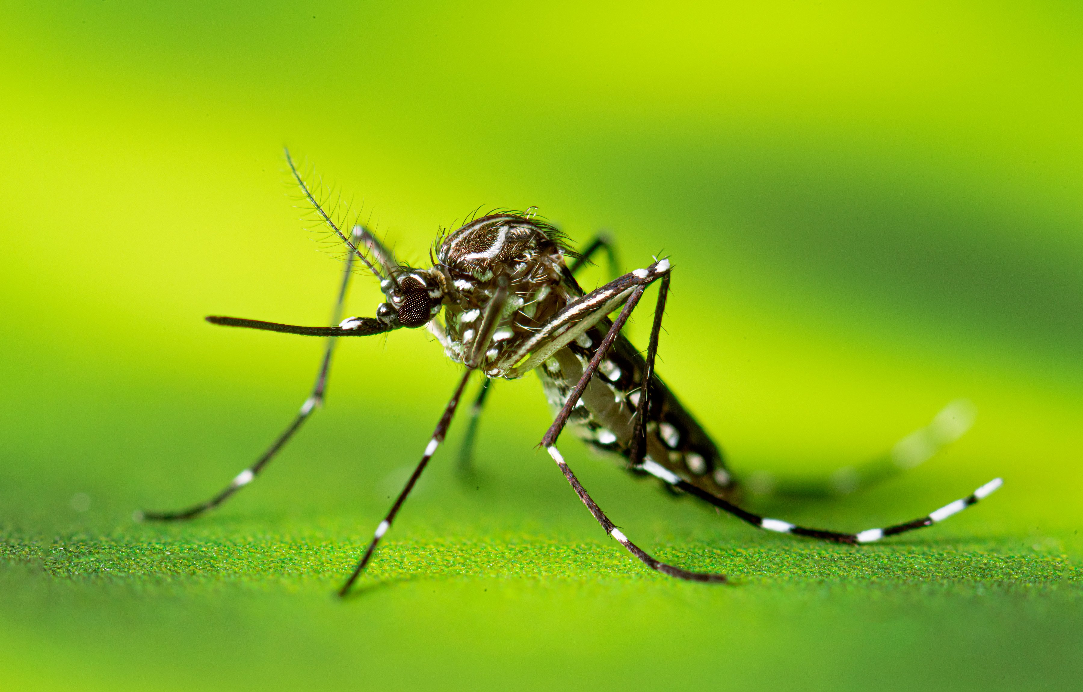 RNA Institute Study Explores Cellular Response to Zika Virus Infection ...